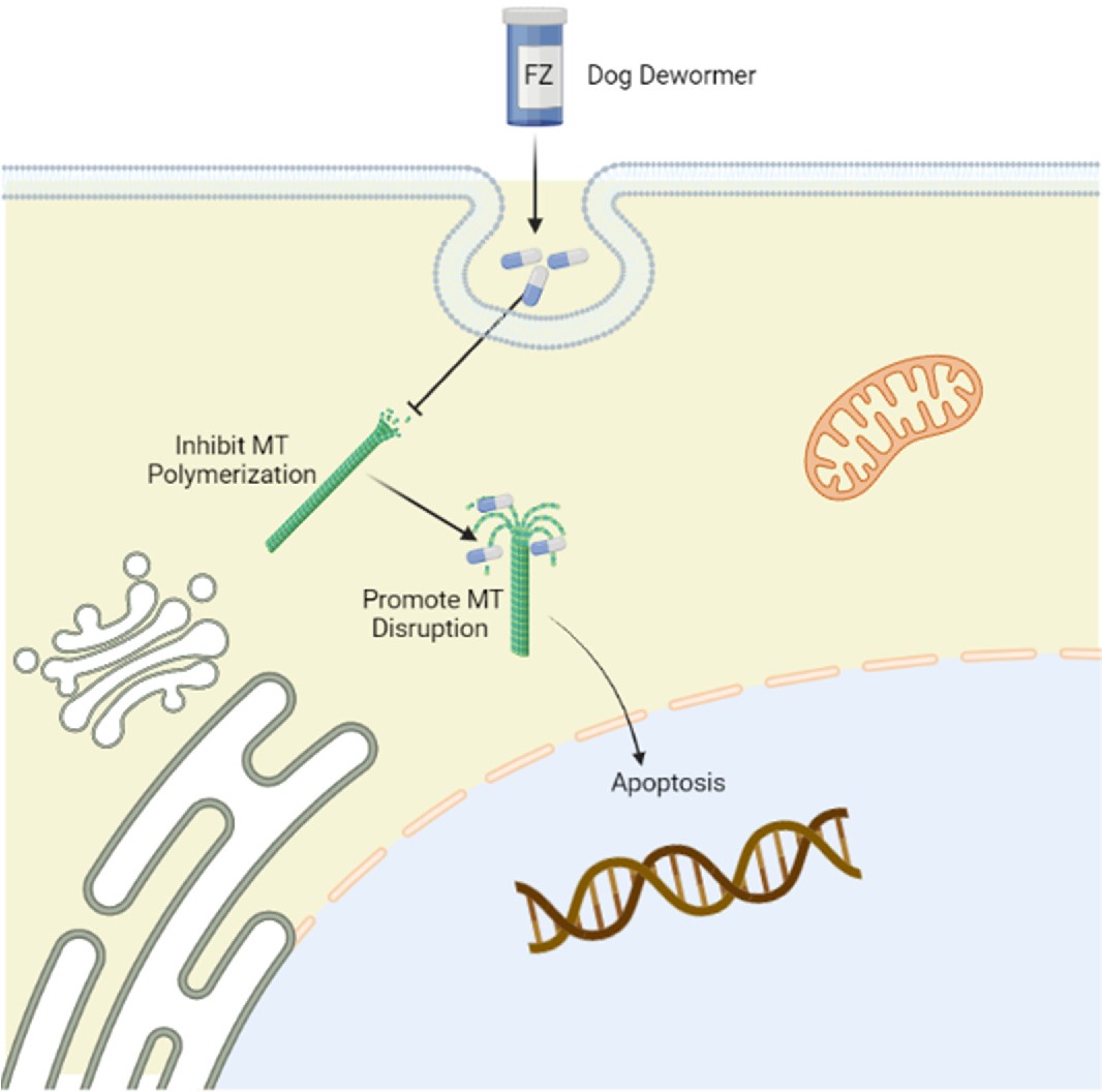 Navigating Alternative Cancer Treatments: DCA & Fenbendazole