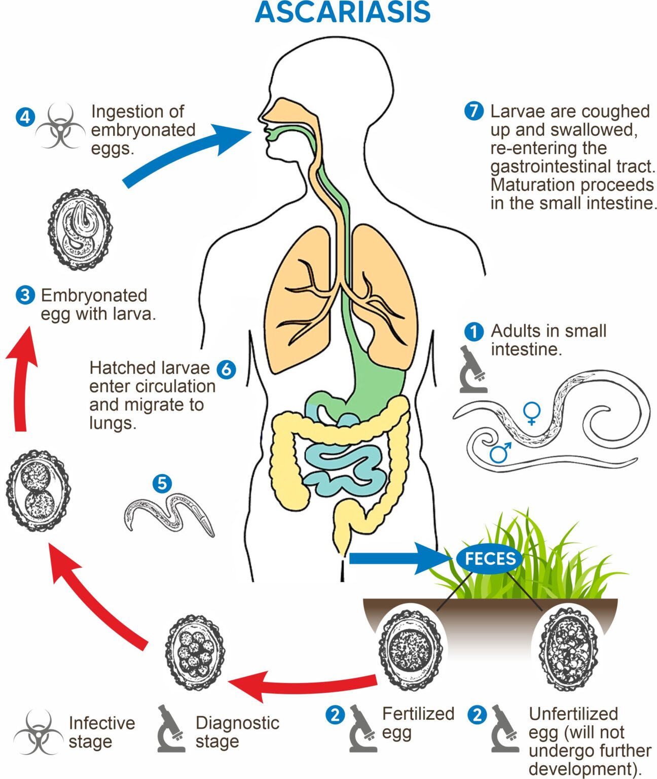 Fenbendazole for human parasites | Anti-worm effect