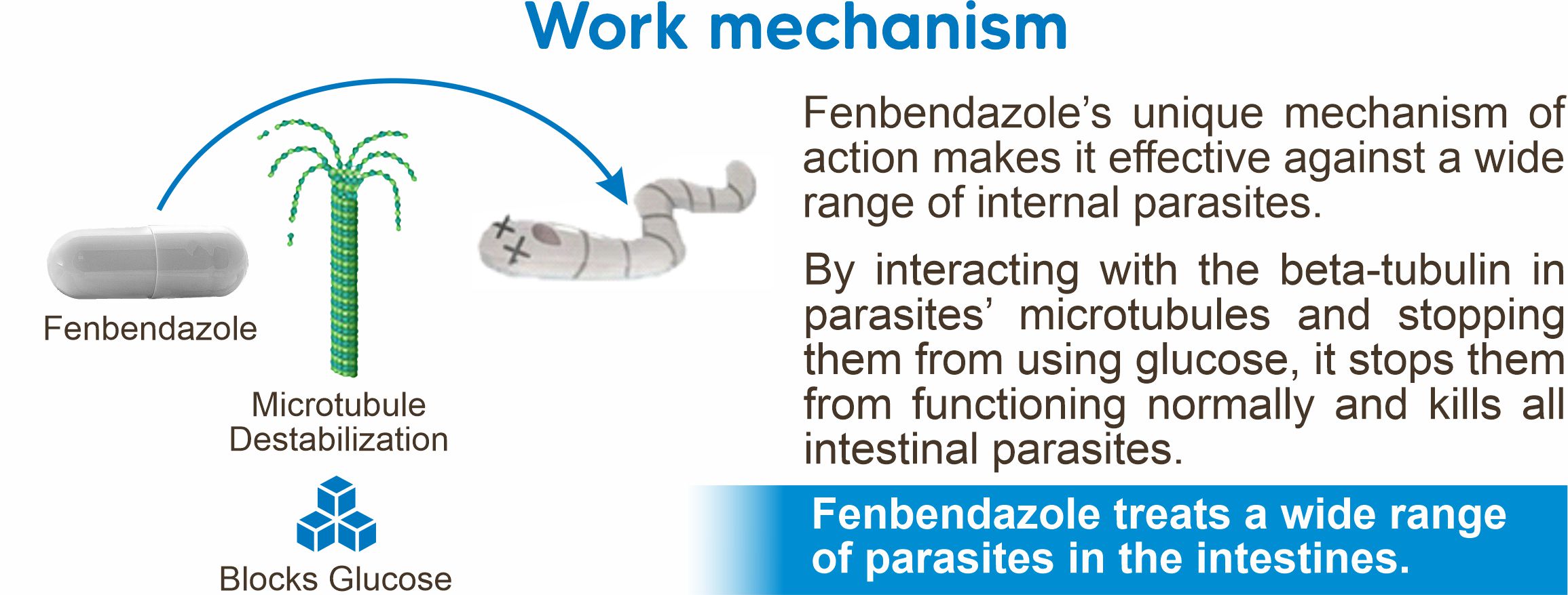 Fenbendazole for human parasites | Anti-worm effect