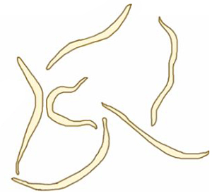 Fenbendazole for human parasites | Anti-worm effect