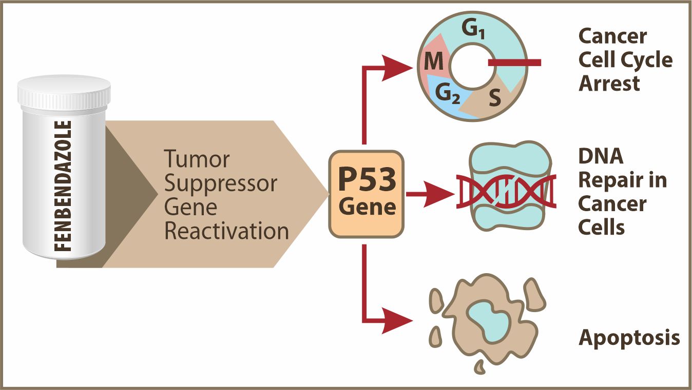 How Fenbendazole works? - Fenbendazole resource